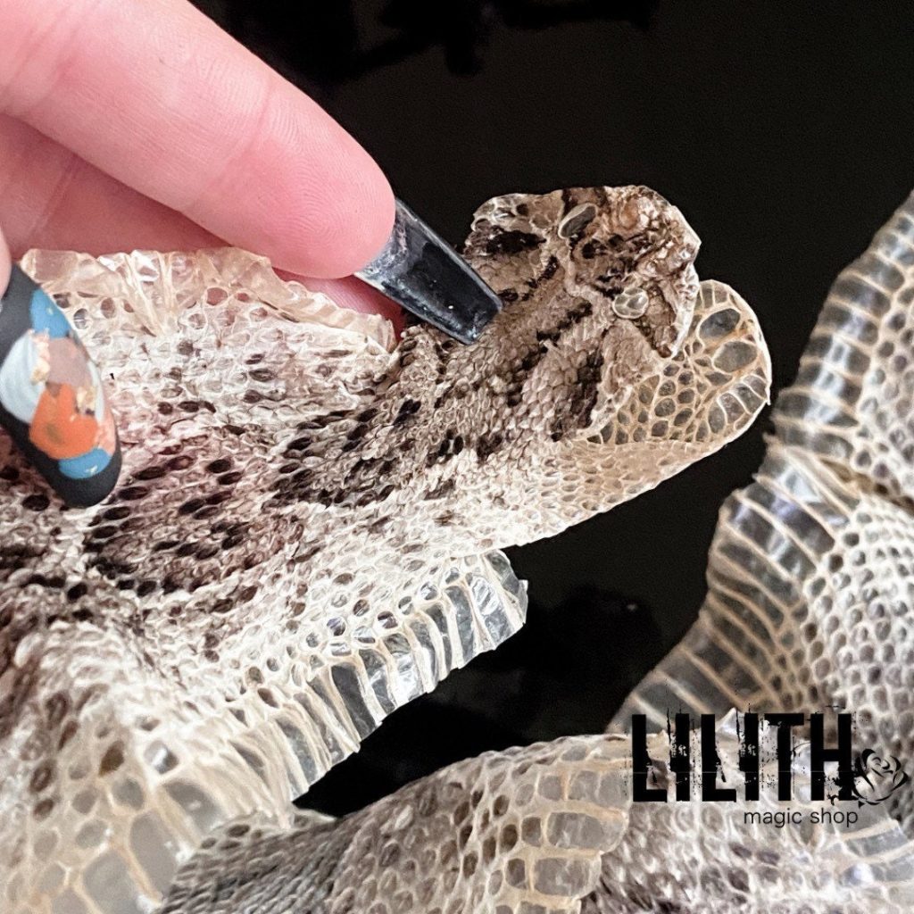 Viper Snake Skin - Snakeskin of Puff Adder for Rituals, Spells, Amulets ...